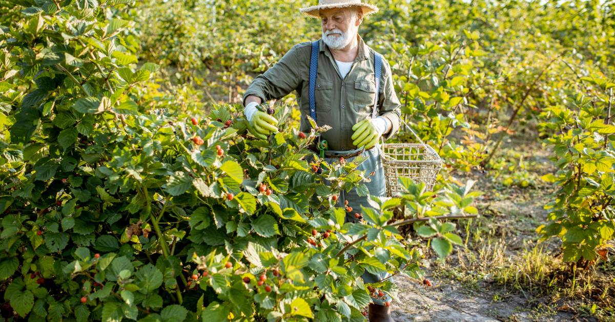 How to Start a Berry Picking Farm