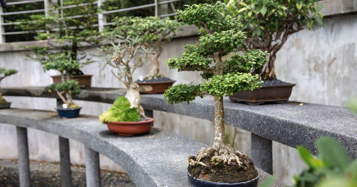 How to Start a Bonsai Tree Business