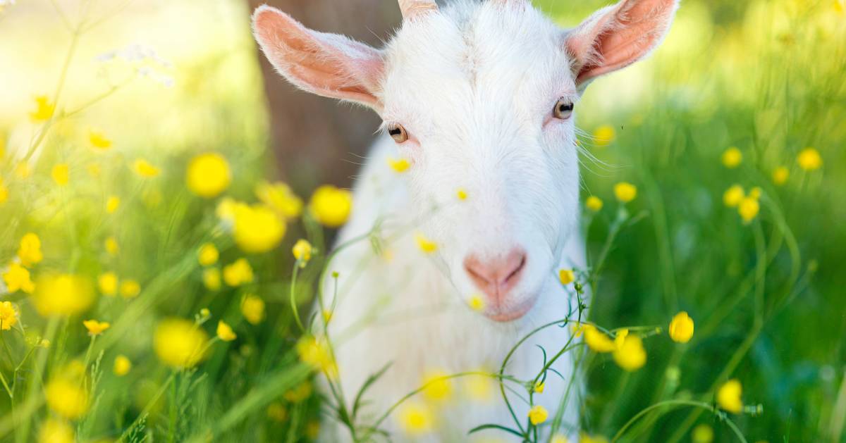 How to Start a Goat Lawn Mowing Business