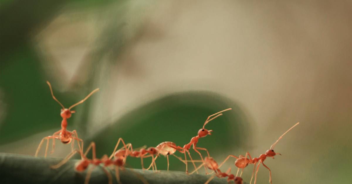 How to Start a Insect Farm