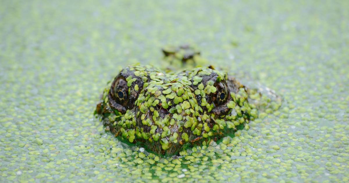 How to Start an Algae Farm